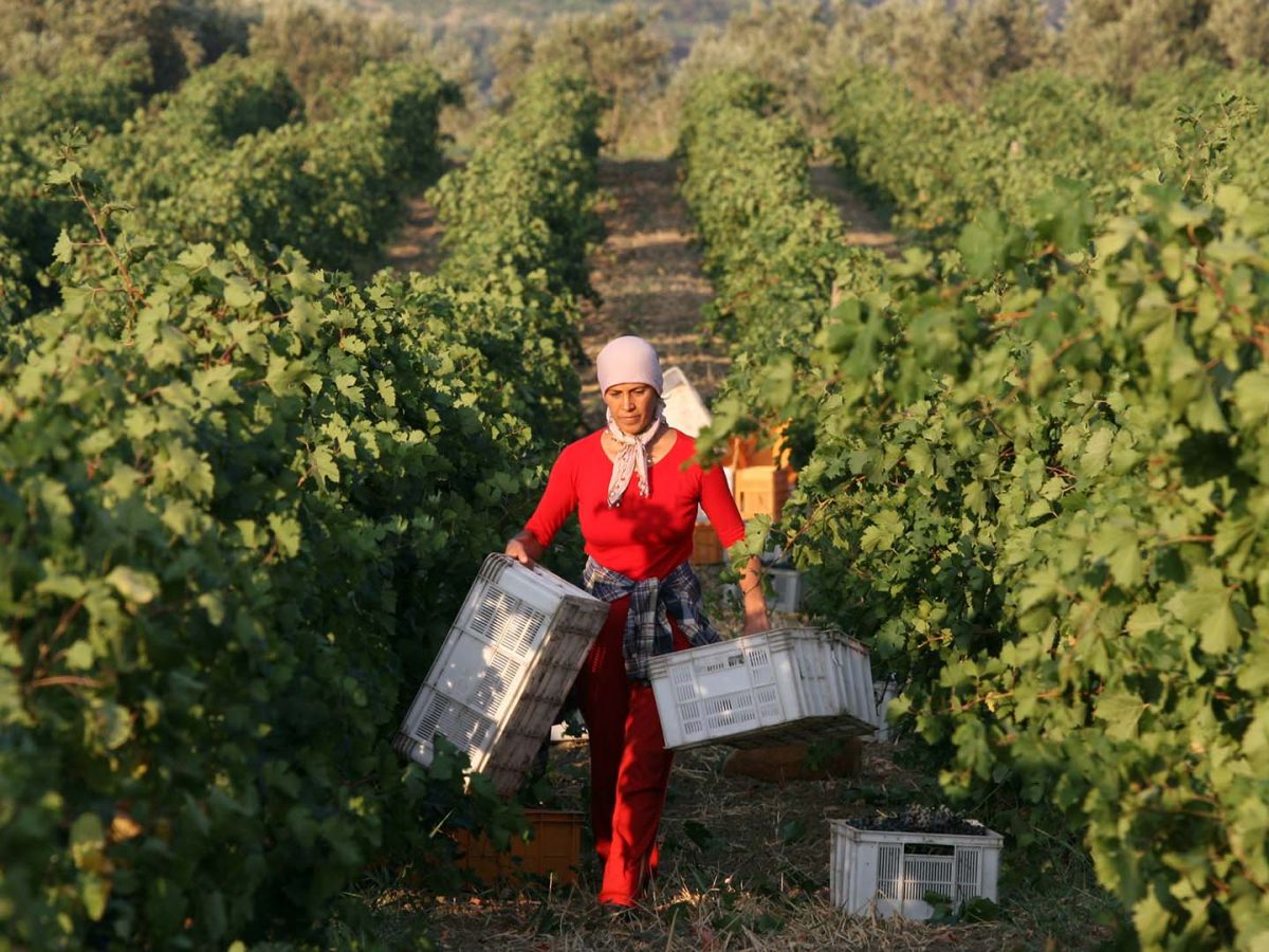 Bozcaada Travel Guide - Motley Turkey